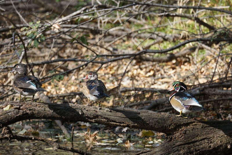 Line of Mallard Ducks Standing on a Log Stock Photo - Image of river ...