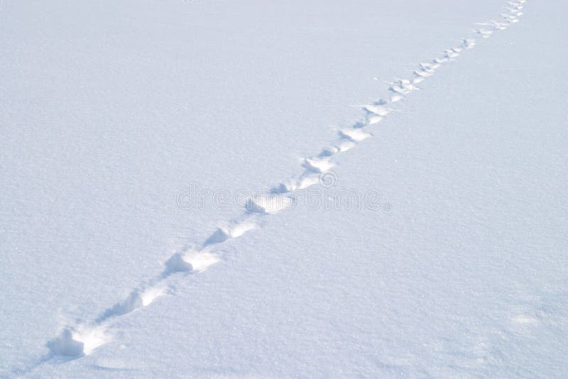 Line of Many Footsteps on Winter Snow Stock Image - Image of footprint ...