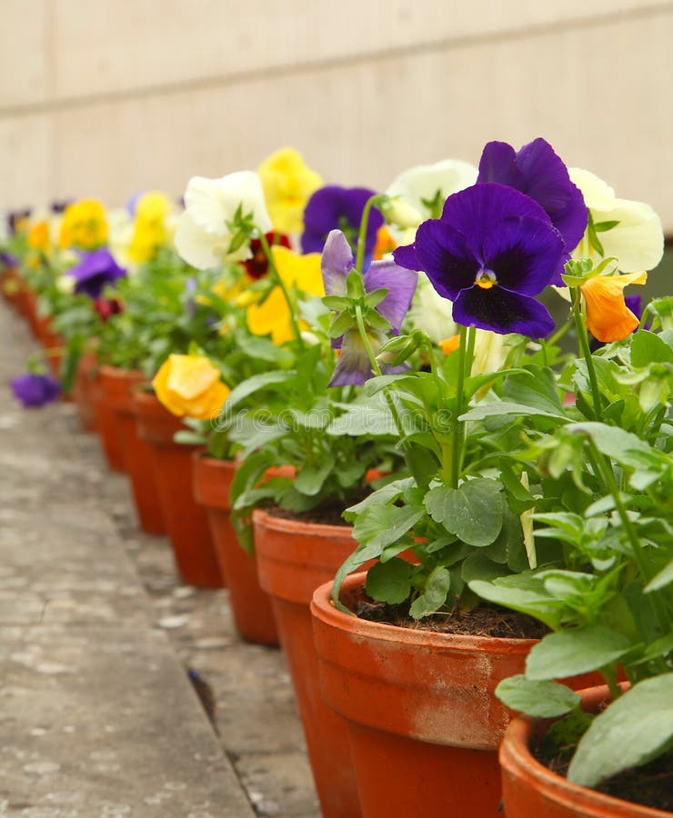 Line of Multicolored Pansies in a Pot Stock Image - Image of plant ...