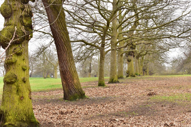A row of large oak trees stock photo. Image of field - 147033106