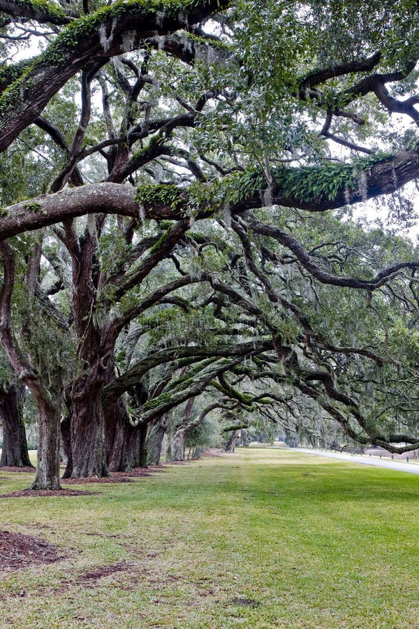 Line of Oak Trees with Spanish Moss Over Grass Stock Image - Image of ...