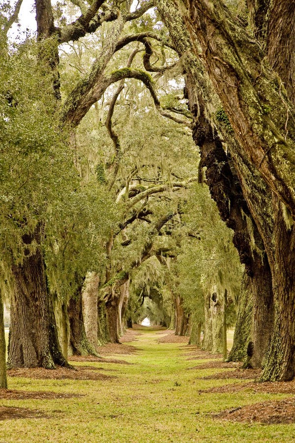 Line of Oak Trees To Distance Stock Image - Image of shadows, trees ...