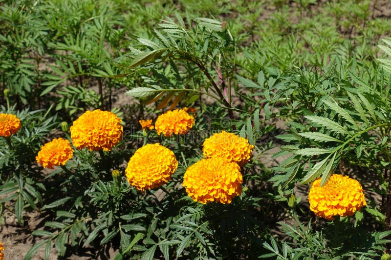 Line of Orange Flowers of Tagetes Erecta Stock Photo - Image of flower ...
