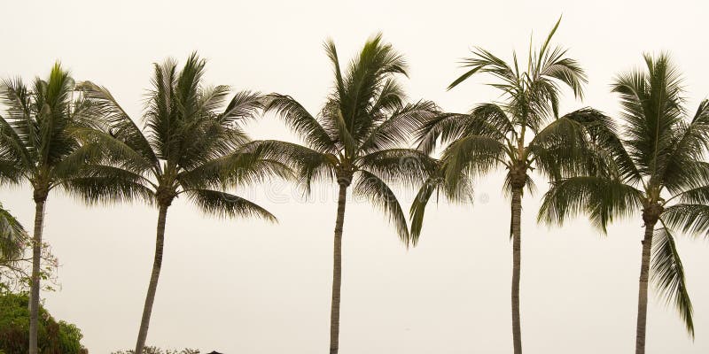Line of Palm Trees stock photo. Image of branches, palm - 878926