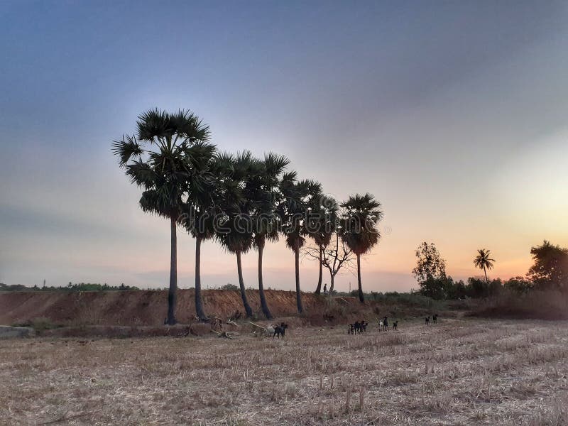 See the Trees in the Evening when the Sunset is Orange Stock Photo ...