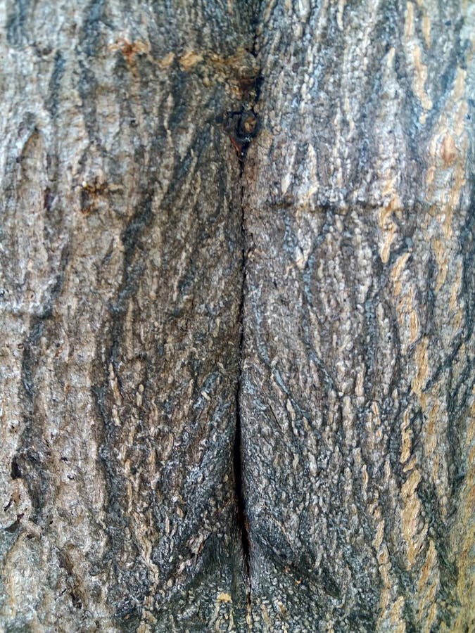 Line Pattern Of The Tree Bark Stock Photo - Image of close, decay: 12542028