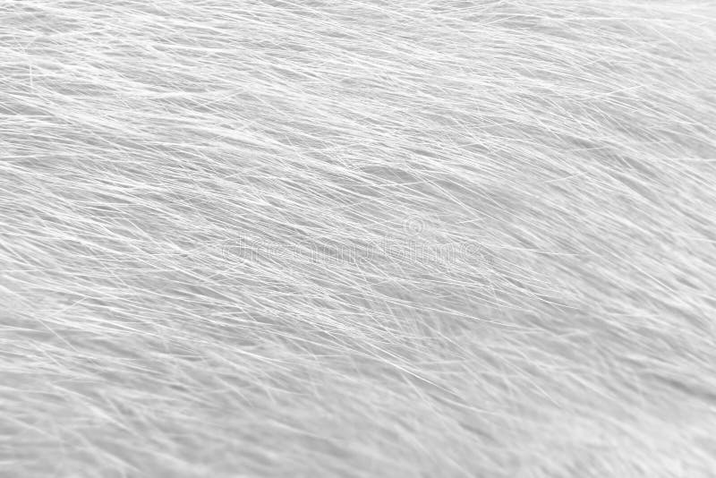 Line Patterns Fur Cat Texture White Gray Backgroun Stock Photo - Image ...