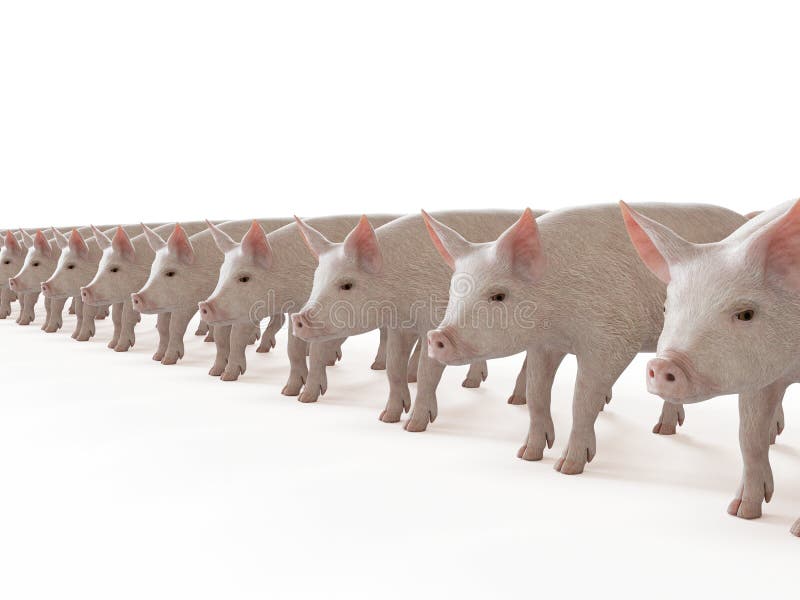 A line of pigs stock illustration. Illustration of rendering - 127843459