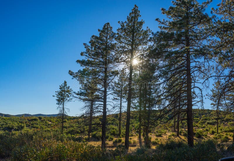 Silhouette Pine Tree Panorama Stock Image - Image of tree, public ...