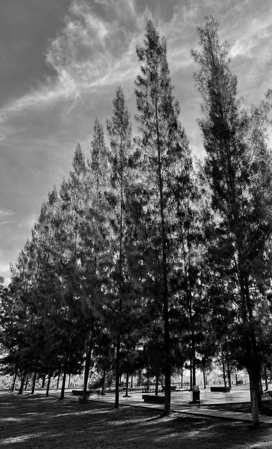 A Line of Pine Trees in Public Park Stock Image - Image of white, black ...
