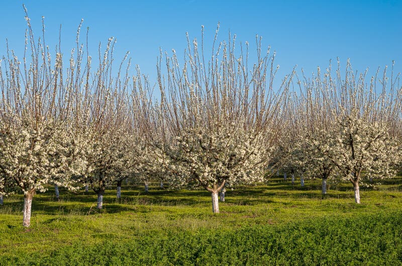 Line of Plum Trees in Beautiful Orchard Stock Image - Image of ...