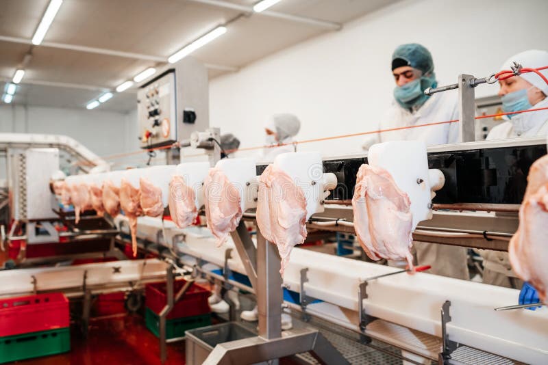 Line for the Production of Meat with Packaging and Cutting . Industrial ...