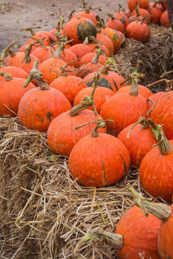 Line of pumpkins stock photo. Image of crop, natural - 67042584