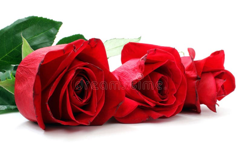 Three Red Roses Row Isolated Stock Photos - Free & Royalty-Free Stock ...