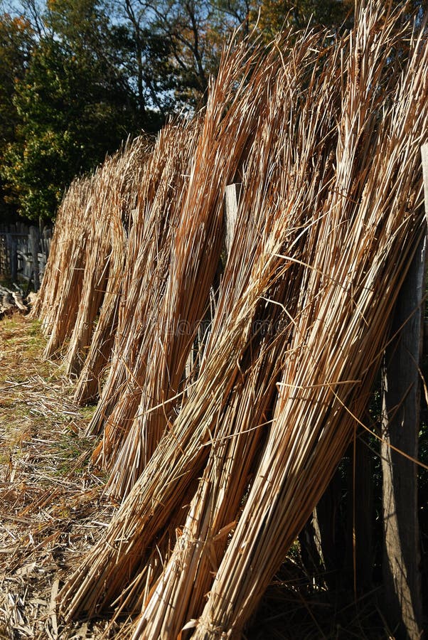 A Line of Reeds stock image. Image of stacks, leaves - 17077863