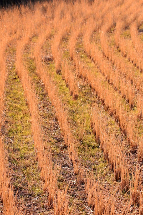 The Line of Rice Fields Under Sunlight As Vertical Position Stock Photo ...