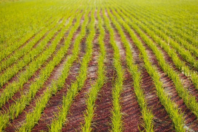 Line of rice plant. stock photo. Image of paradise, outside - 75608172