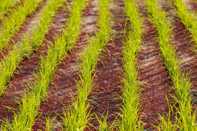 Line of rice plant stock photo. Image of plain, field - 75608180