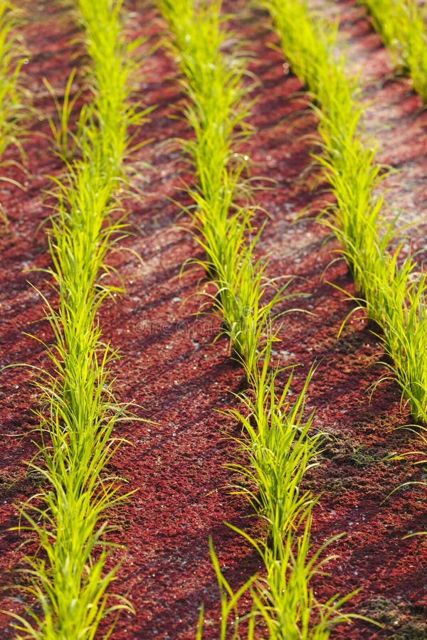 Line of Rice Plant in the Farm Stock Photo - Image of cloudy, colorful ...