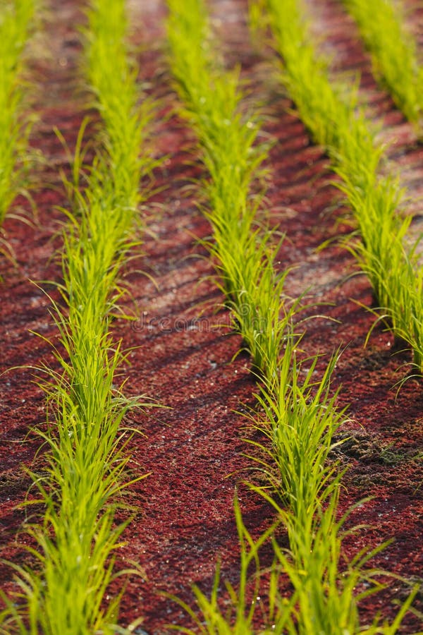 Line of Rice Plant in the Farm Stock Photo - Image of farming, colorful ...