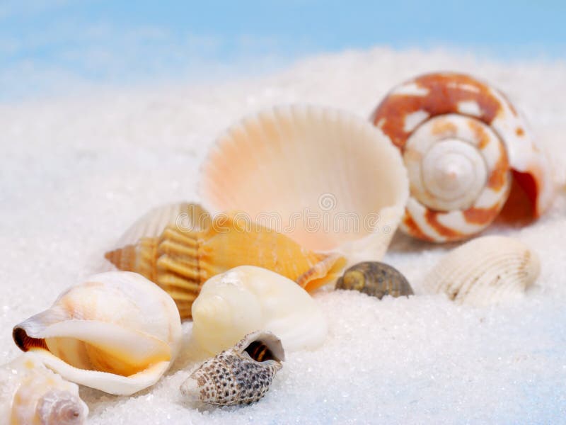 Line of sea shells stock photo. Image of island, sandy - 9080040