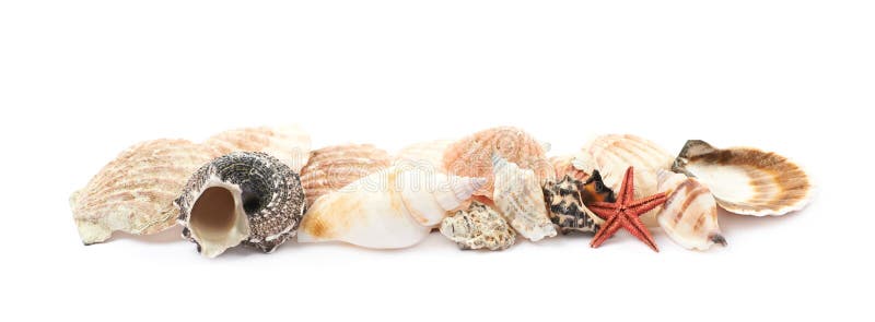 Line of Sea Shells Isolated Stock Photo - Image of natural, beach: 92609542