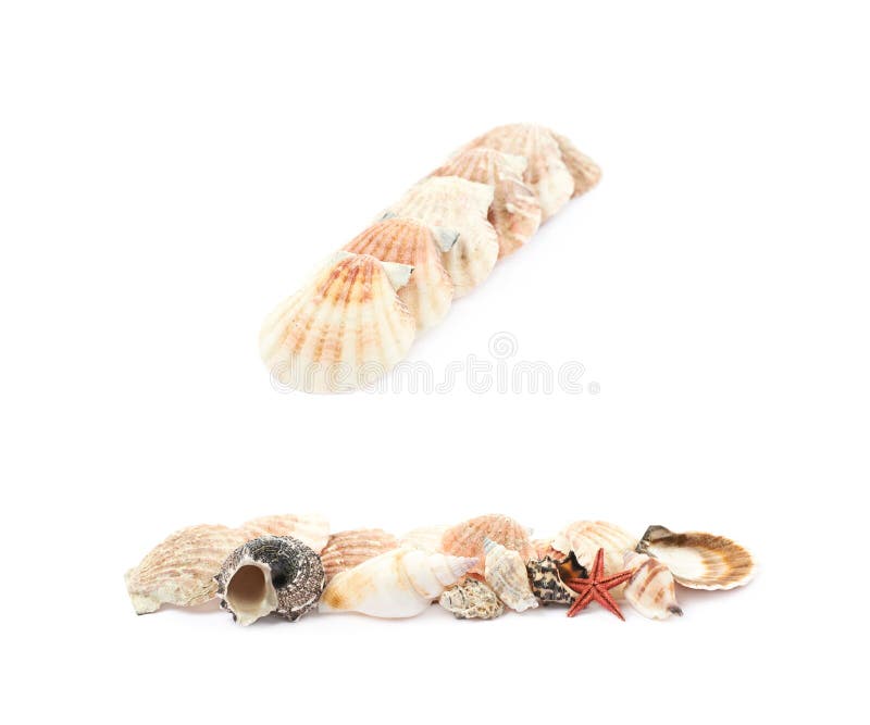 Line of Sea Shells Isolated Stock Photo - Image of natural, beach: 92609542