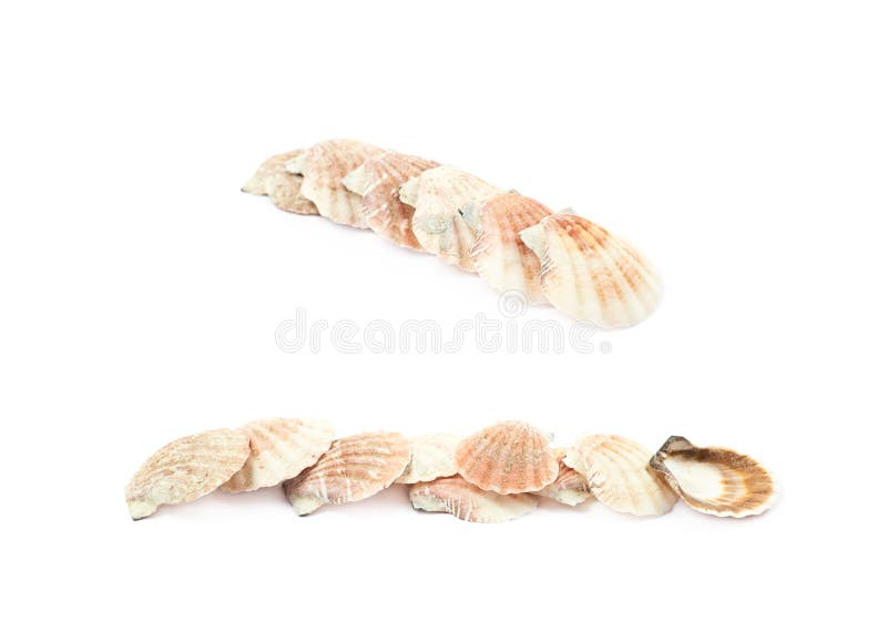 Line of Sea Shells Isolated Stock Photo - Image of isolated, seashell ...