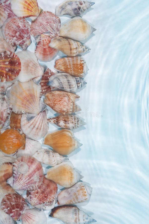 Line of Sea Shells in the Water Stock Image - Image of fresh, ocean ...