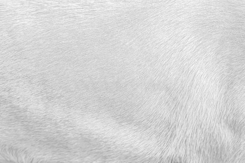 Line Seamless Patterns Soft Texture of Dog Fur Background Stock Image ...