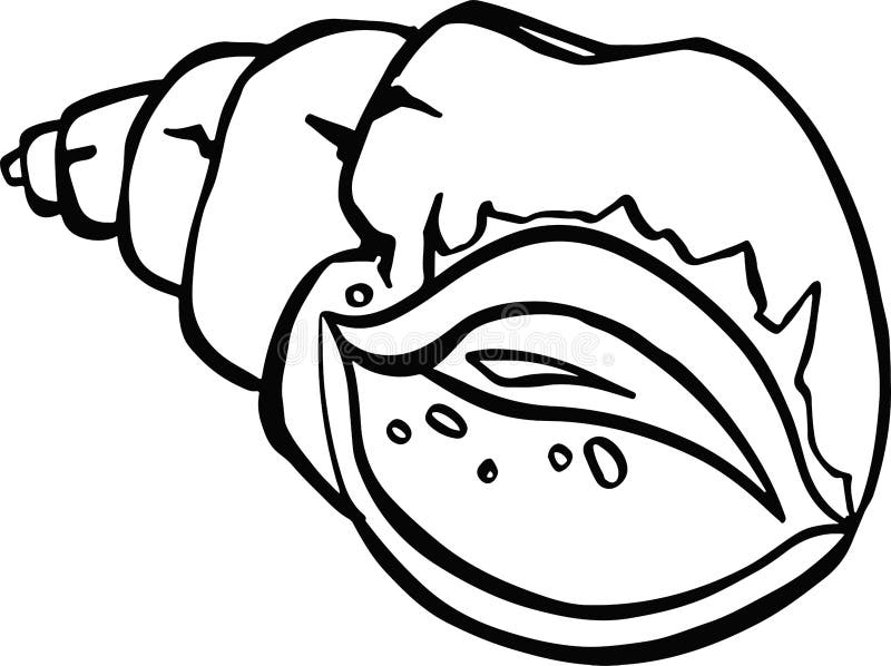 Line Seashell Symbol Hand Drawn. Vector Illustration Stock Vector ...