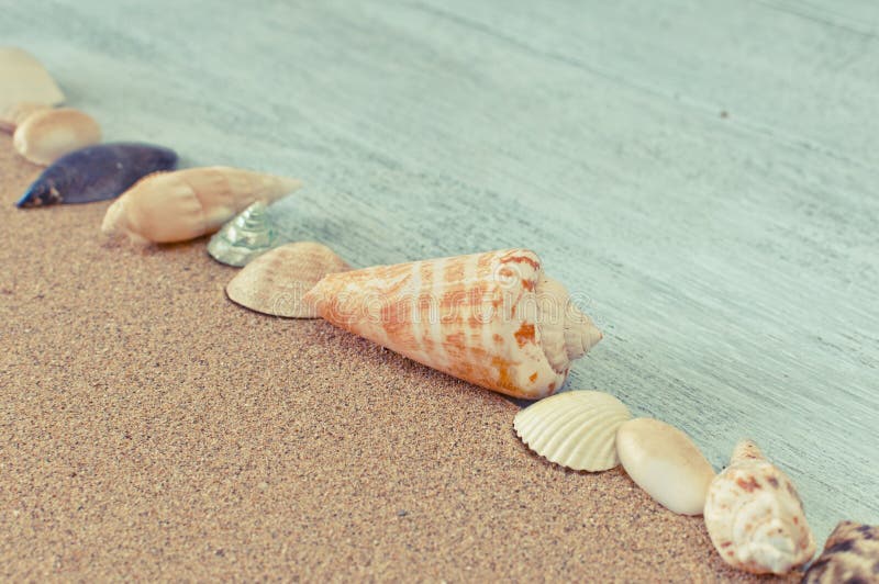 Line of Seashells on Beach Sand Stock Image - Image of macro, summer ...
