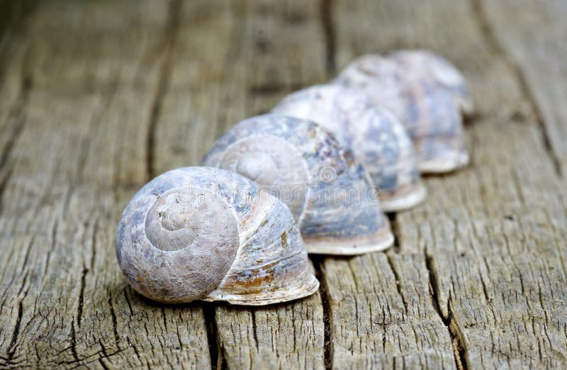 A line of snail shells. stock image. Image of creature - 42263771