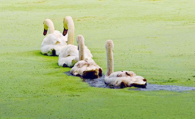 Line of Swans stock image. Image of green, swamp, swimming - 31191761