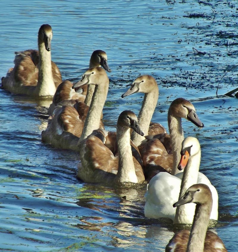 Line of swans stock photo. Image of directions, necks - 38753512