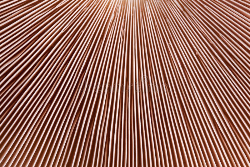 Lines texture of fabric stock photo. Image of material - 11287894