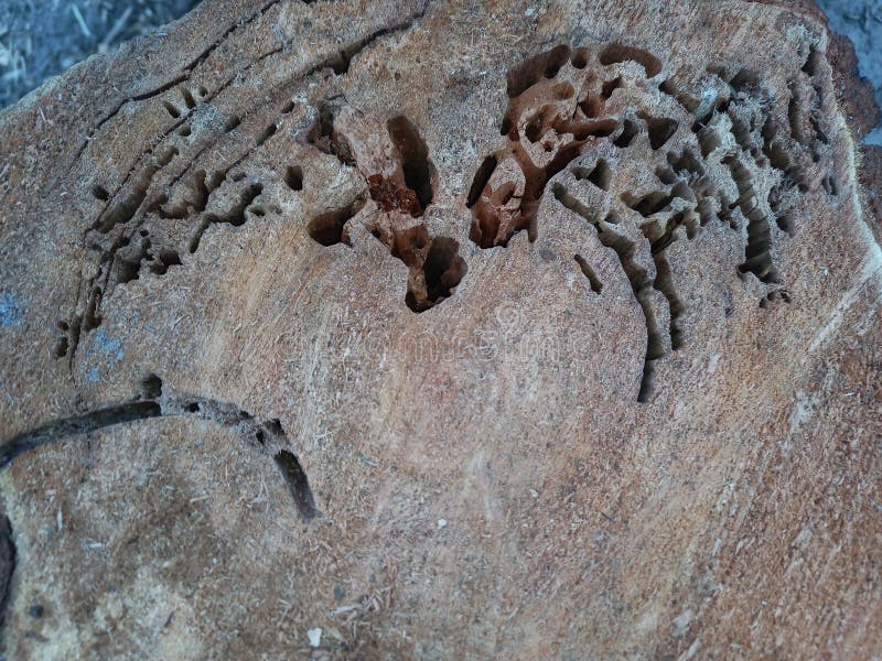 Texture of Wood Inside Tree with Holes Stock Photo - Image of forest ...
