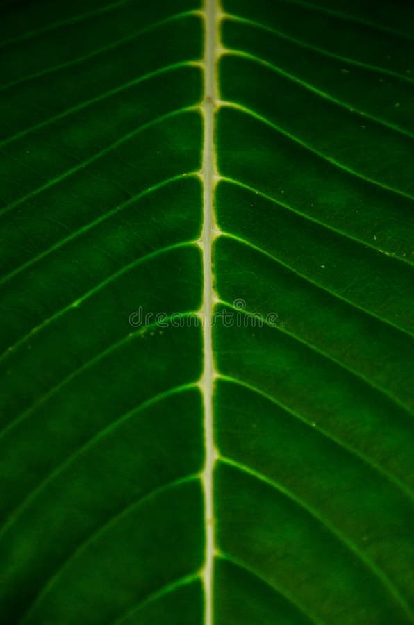 Line on leaf stock photo. Image of floor, background - 43325900