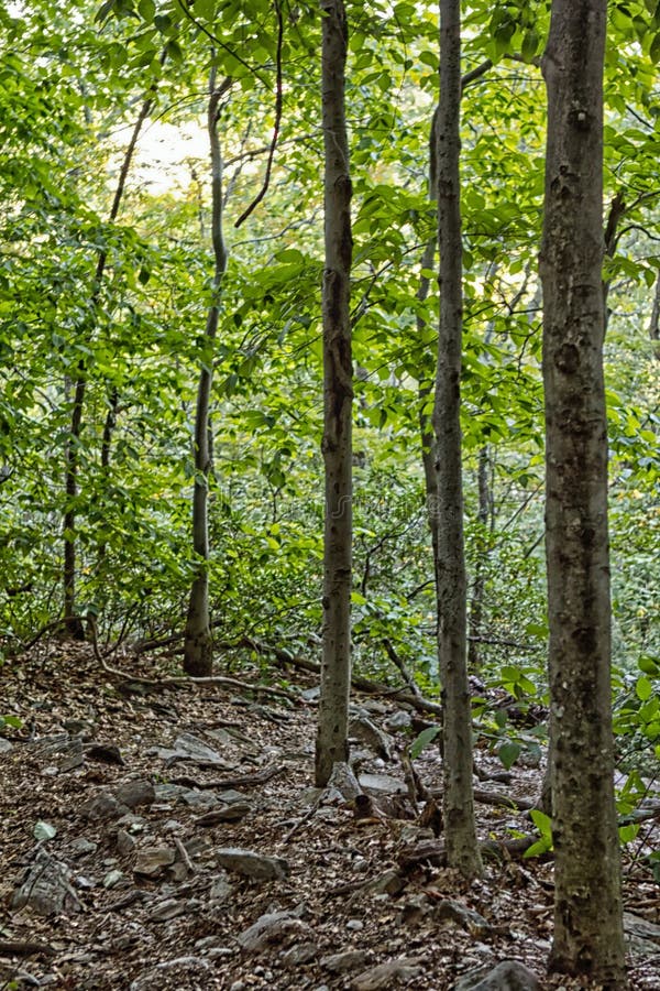 Line of Thin Trees in the Forest Stock Image - Image of woodland ...