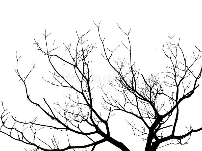 1,641 Tree Line Drawing Black White Stock Photos - Free & Royalty-Free ...