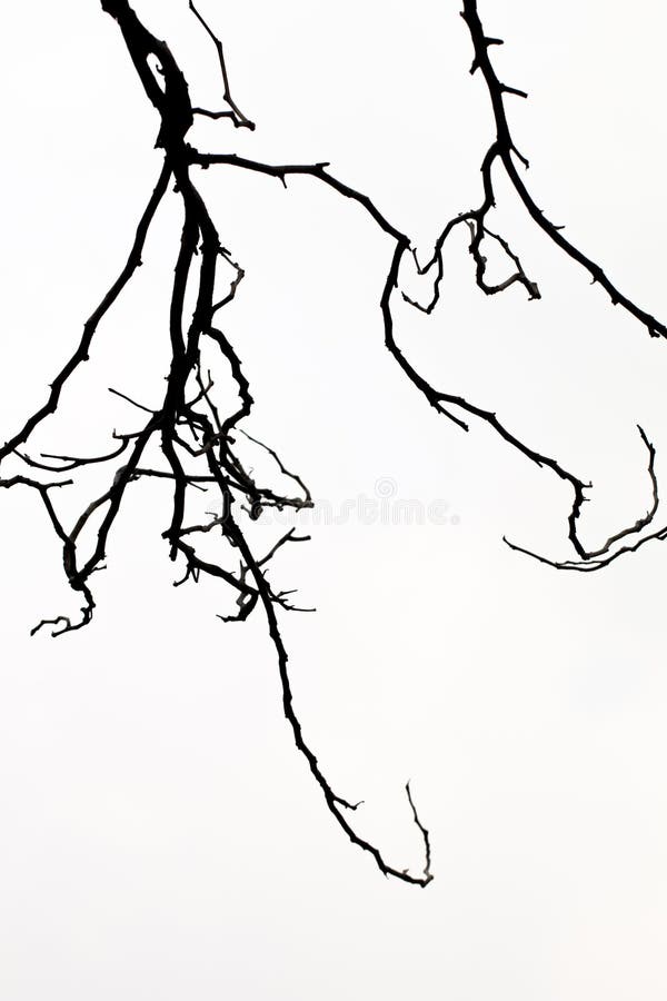 Treeline Isolate Background Stock Photos - Free & Royalty-Free Stock ...