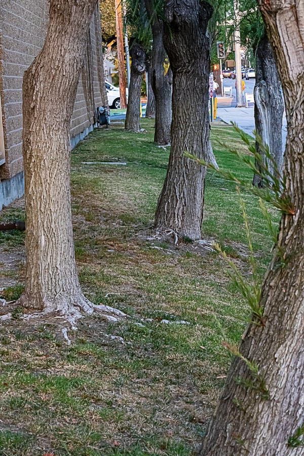 Line of Tree Trunks on Side Planting between Building and Sidewalk ...