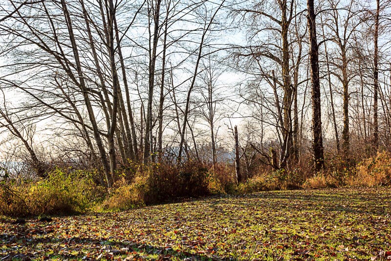 Line of Bare Trees with Fall Meadow Stock Photo - Image of morning ...