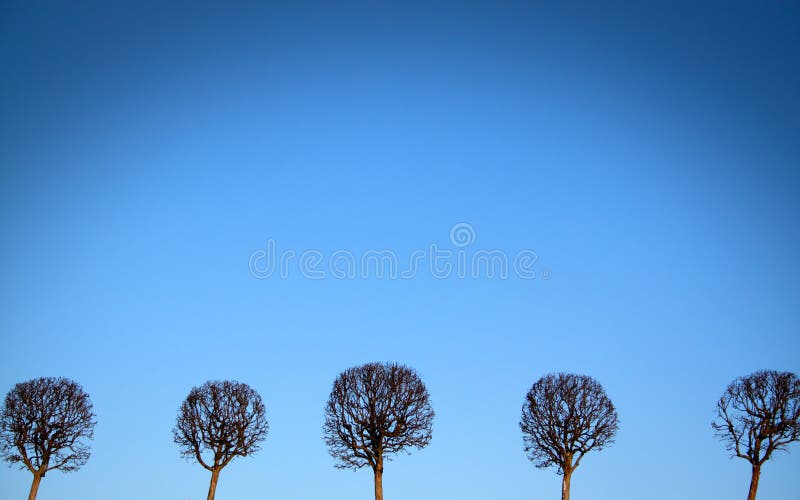 Line of trees stock image. Image of outdoor, horizon - 12731137