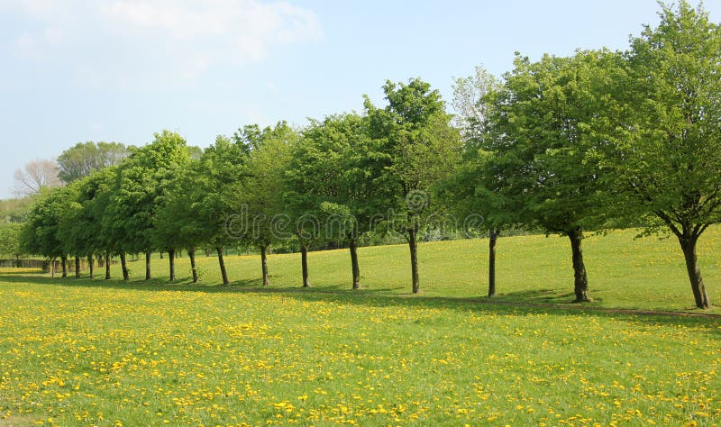 Line of trees stock image. Image of nature, leaves, landscape - 19779155
