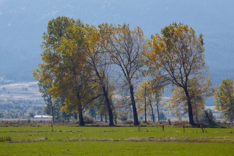 Line of trees stock photo. Image of outdoors, foliage - 28123428
