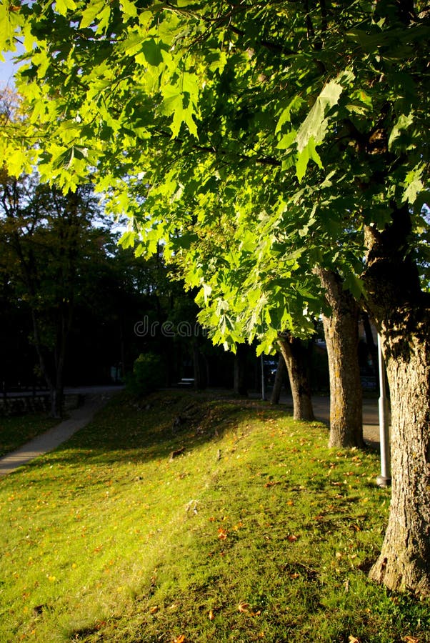 Line of trees stock photo. Image of tree, estonia, nature - 3299832