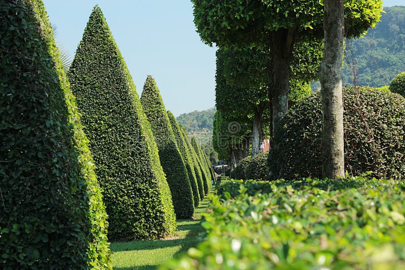 Line of trees 4 stock image. Image of outdoor, road, countryside - 23094567