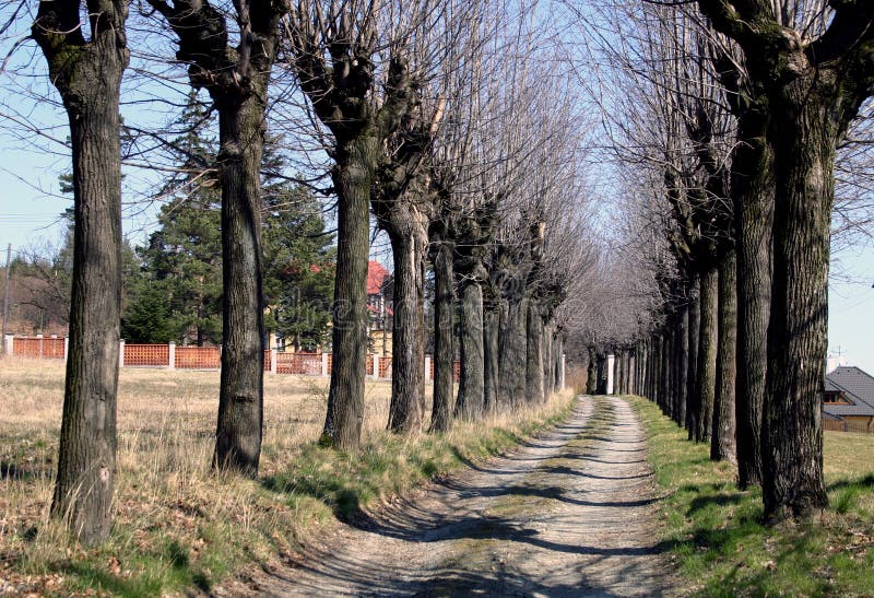 Line Of Trees Picture. Image: 4788510