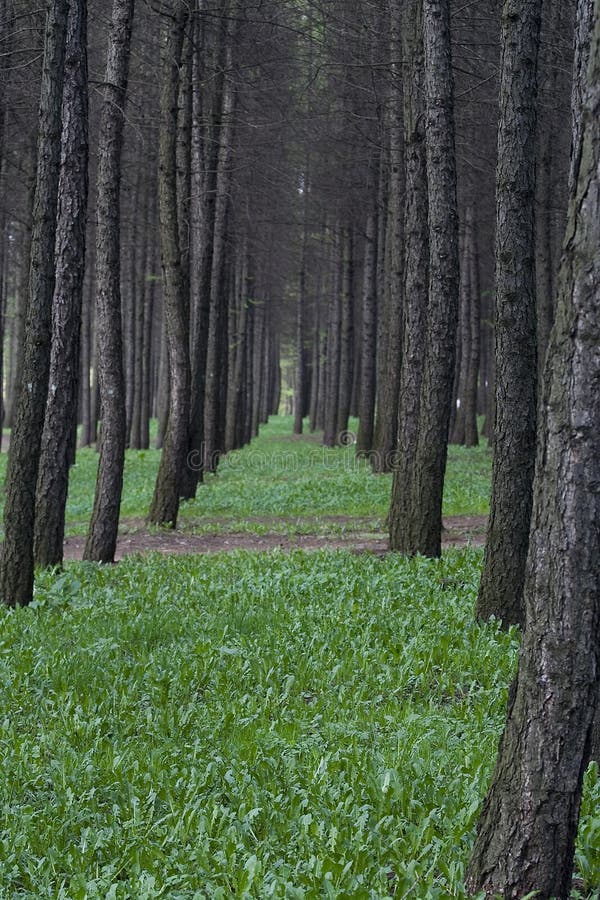 A line of trees stock photo. Image of coniferous, trees - 5274826